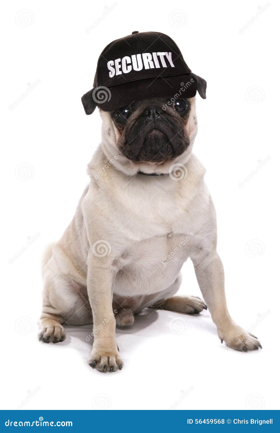 Guard dog pug stock photo. Image of cute, sitting, breed - 56459568