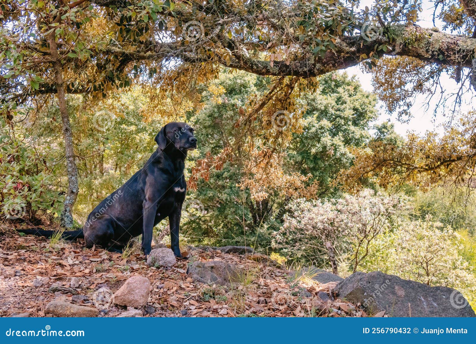 Guard Dog Sitting Outdoors Under a Tree Stock Photo - Image of looking ...