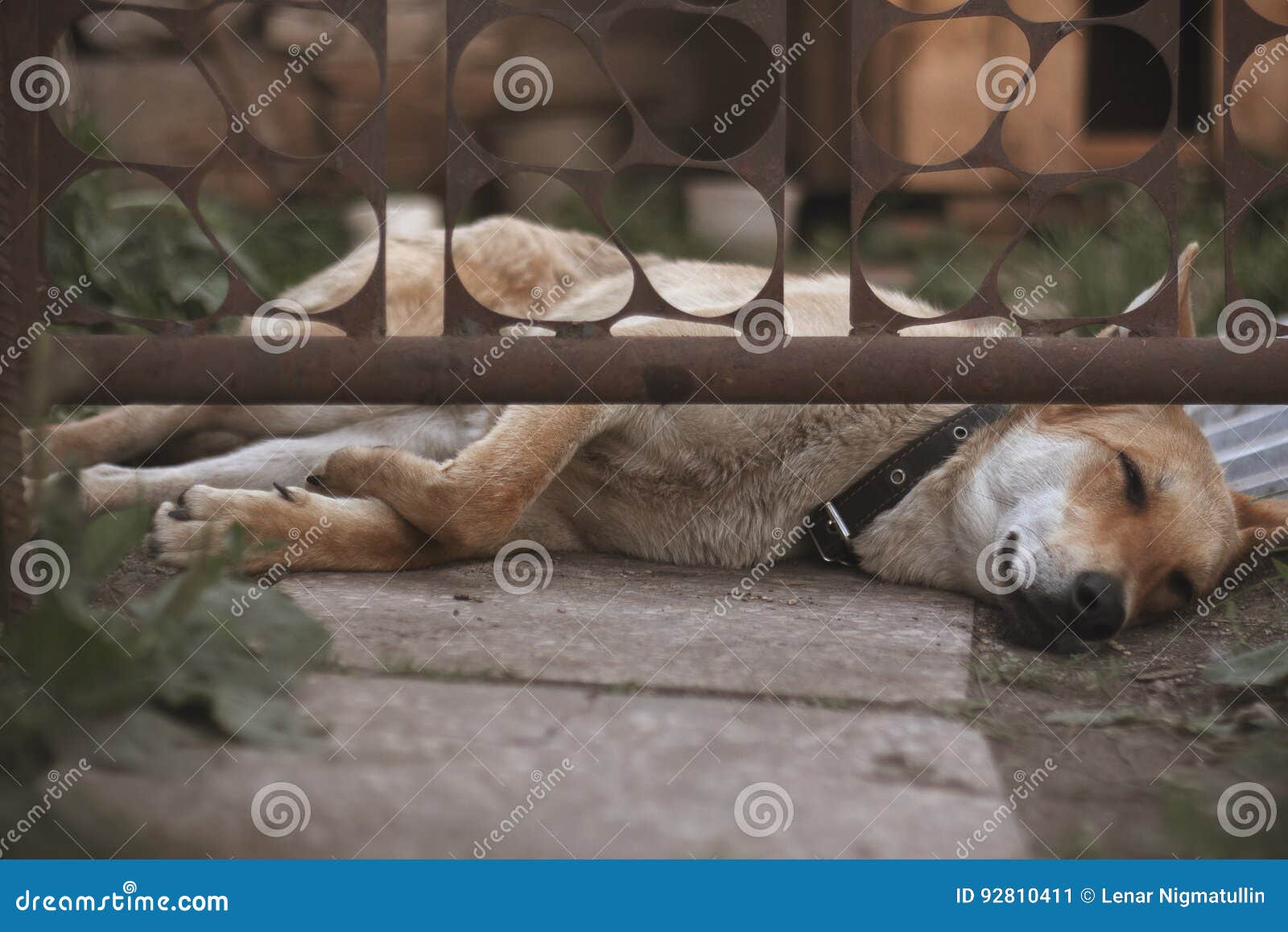 Guard Dog Sleep and Bored Under a Gate Stock Image - Image of closeup ...