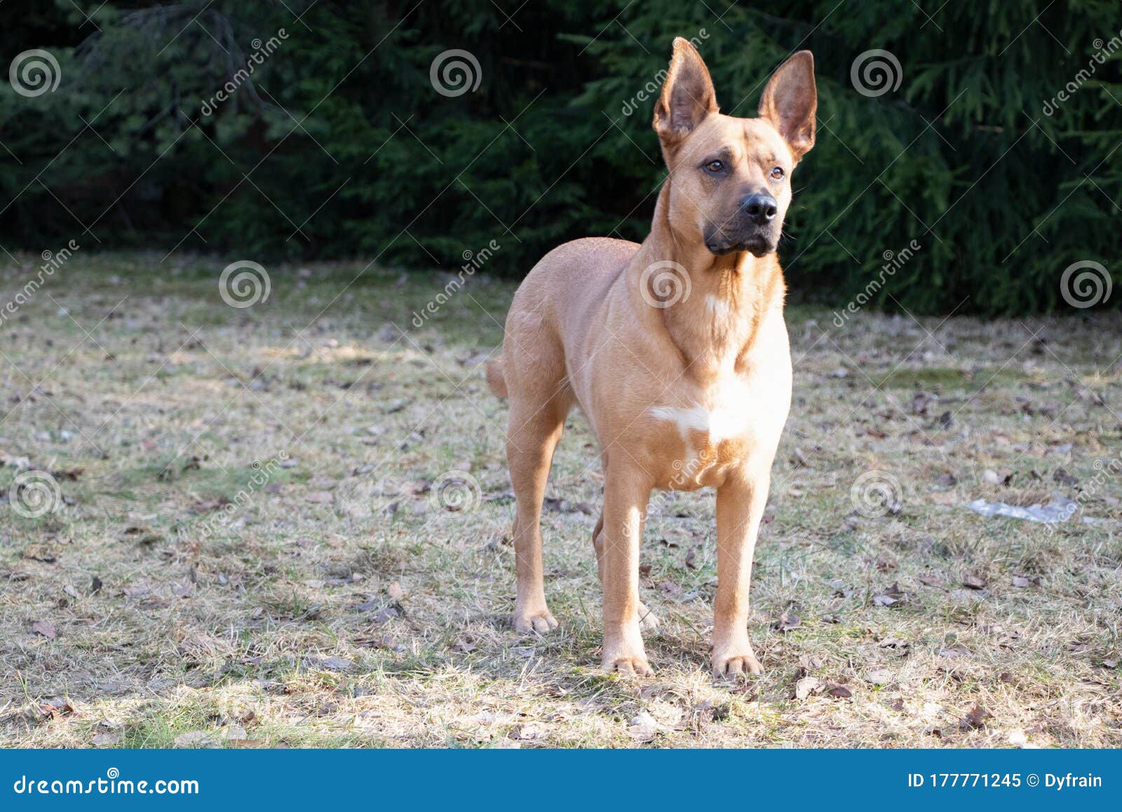 A Guard Dog Staying on the Ground. Close Up Stock Image - Image of ...