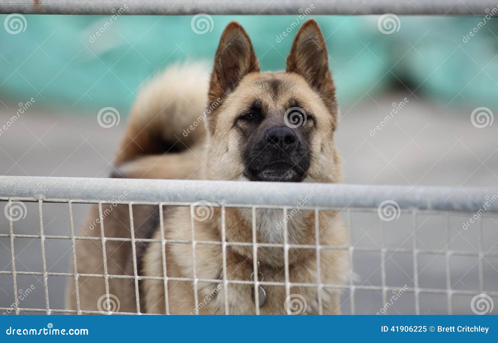 Guard dog stock image. Image of guard, protection, shepherd - 41906225