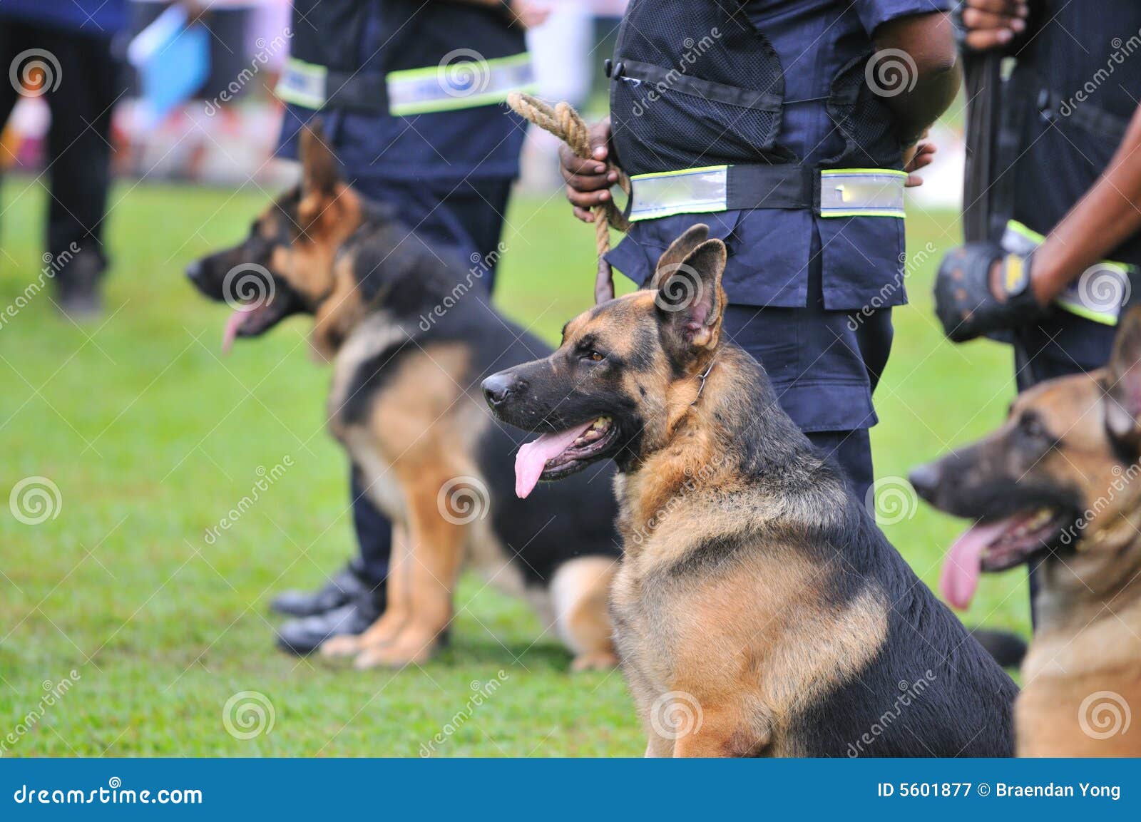 Guard Dogs I stock image. Image of dogs, shepherd, canine - 5601877
