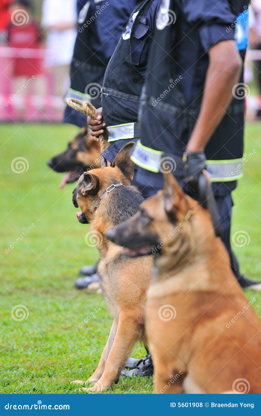 Guard Dogs II stock photo. Image of police, military, dogs - 5601908