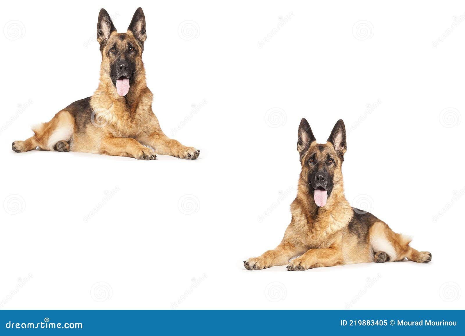 Guard Dogs in White Background Stock Image - Image of nature, attentive ...