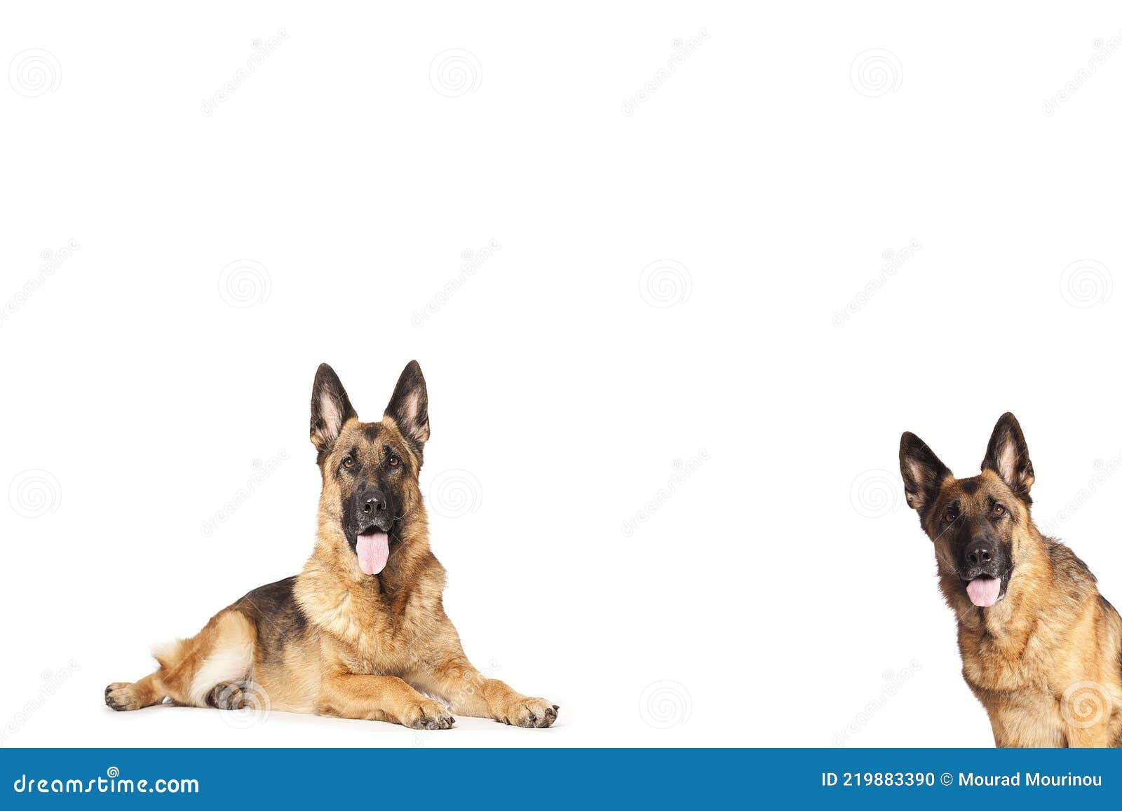 Guard Dogs in White Background Stock Photo - Image of friend, faithful ...