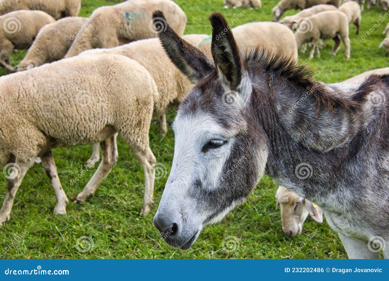 Guard Donkey stock photo. Image of agriculture, pasture - 232202486