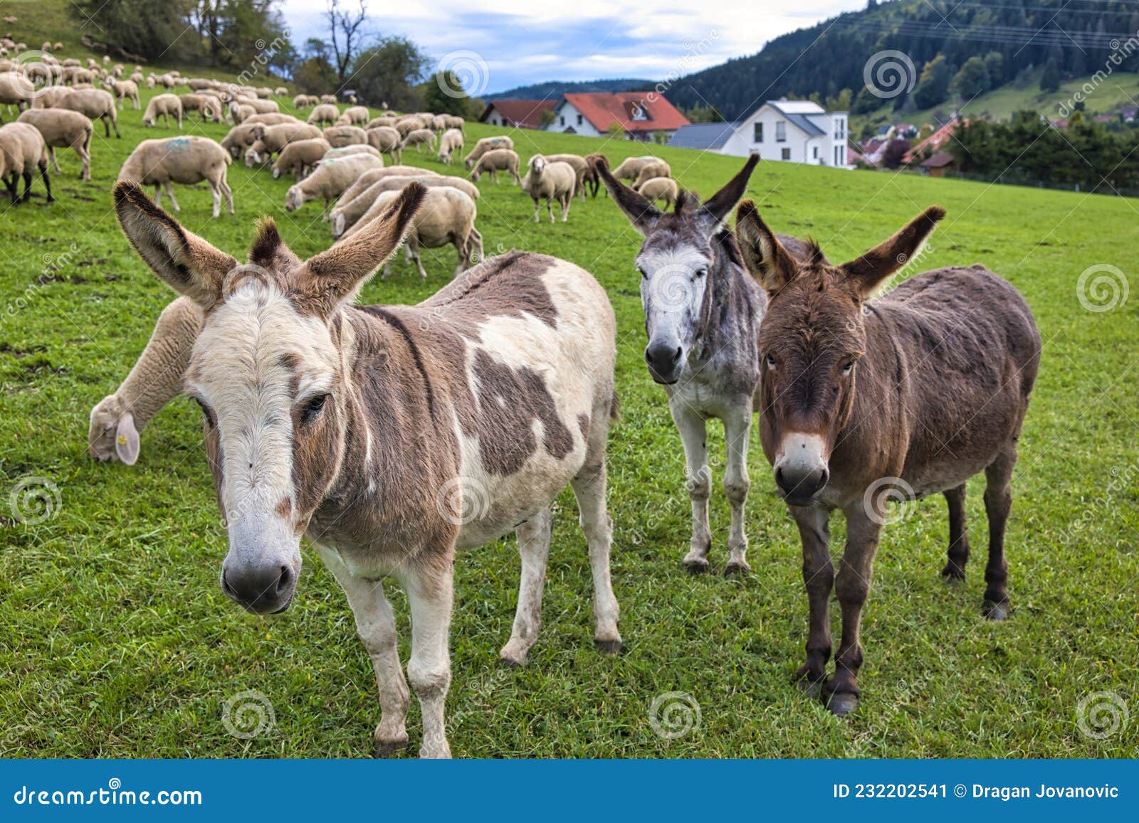 Guard Donkey stock image. Image of donkey, sheeps, sorting - 232202541