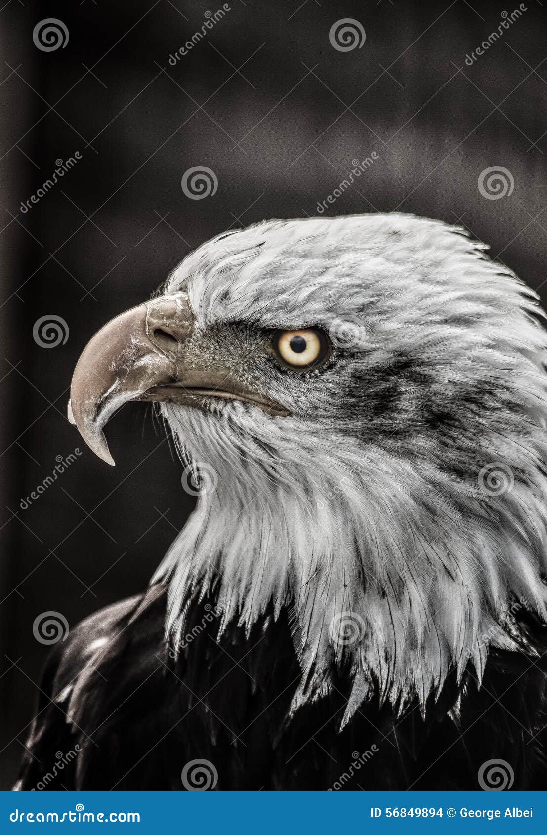 Guard Eagle stock photo. Image of years, white, eagle - 56849894