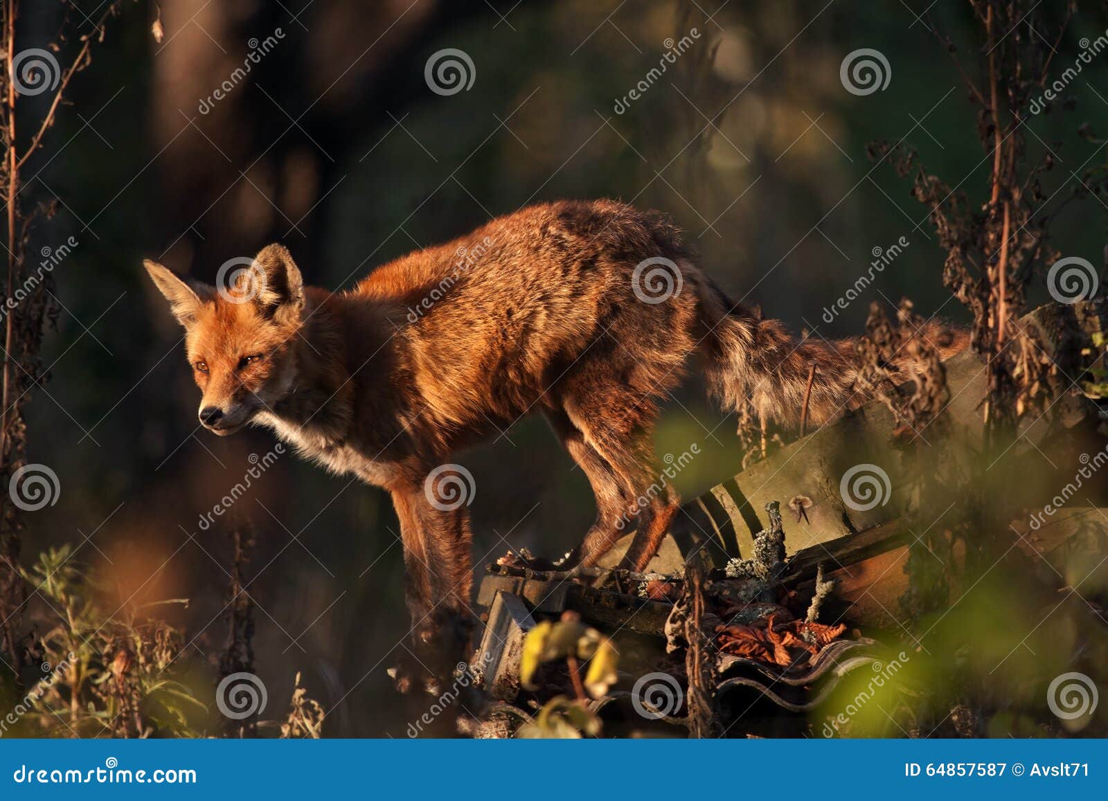 Guard fox stock image. Image of european, biology, cute - 64857587