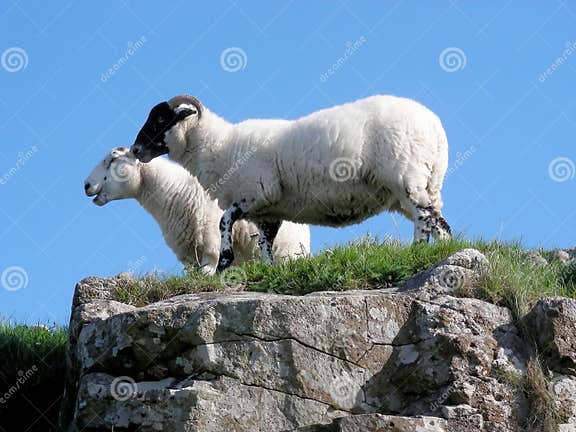 Guard Sheep stock photo. Image of scotland, creature, grazing - 7404282