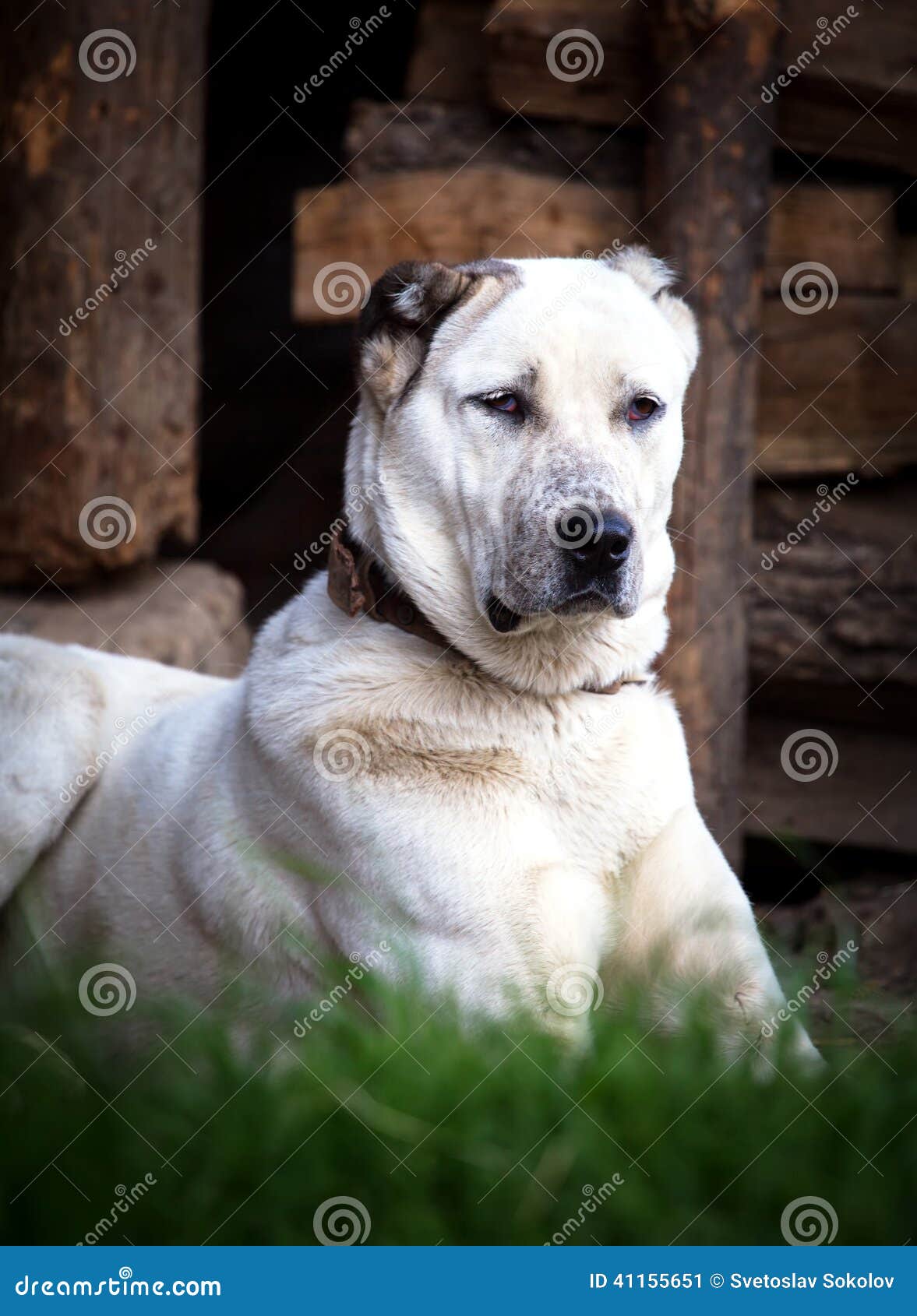 Guardia del cane di Alabai immagine stock. Immagine di protegga - 41155651