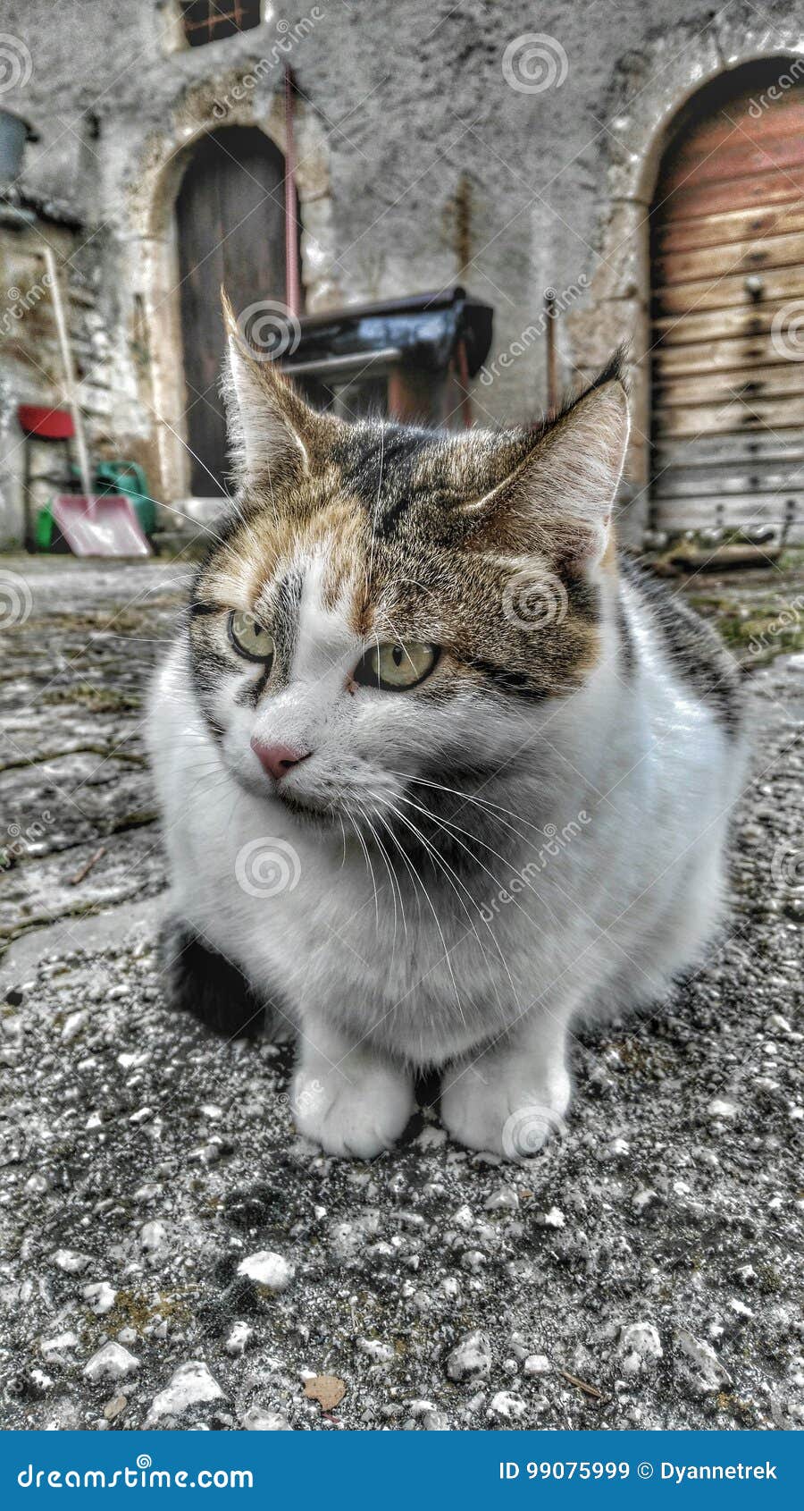 Guardian cat stock image. Image of country, kittens, cute - 99075999