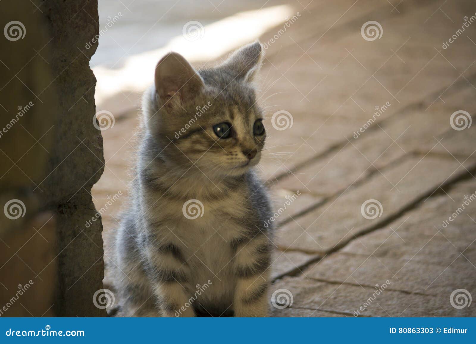 Guardian cat stock image. Image of kitty, feline, young - 80863303