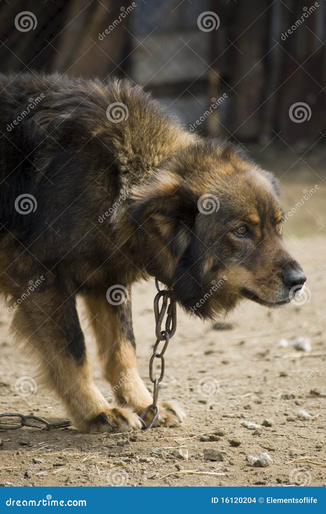 Guardian dog stock photo. Image of guarding, chain, guard - 16120204