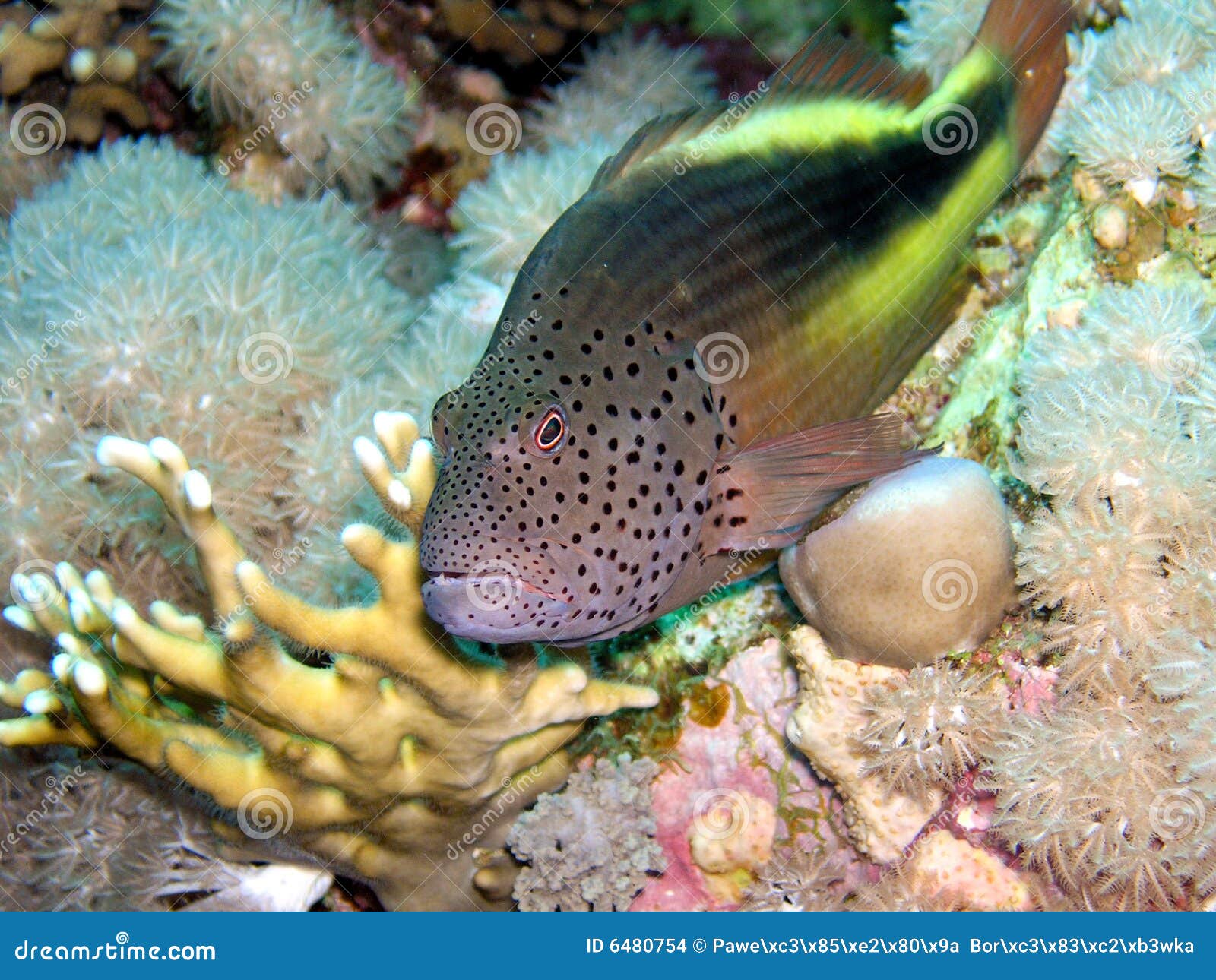 Guarding fish stock photo. Image of close, fish, ocean - 6480754