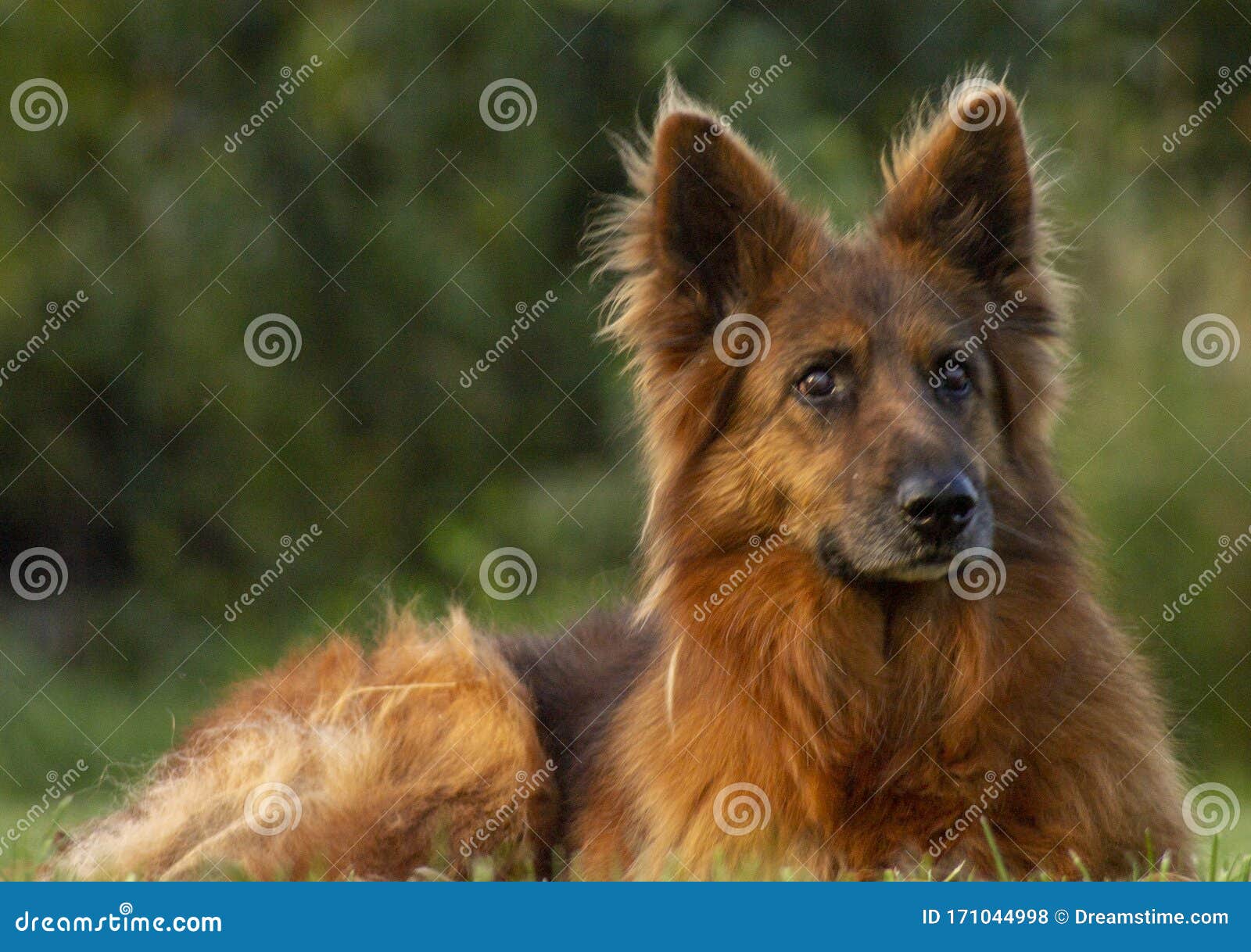 Guarding German Shepherd Dog Stock Photo - Image of shepherd ...