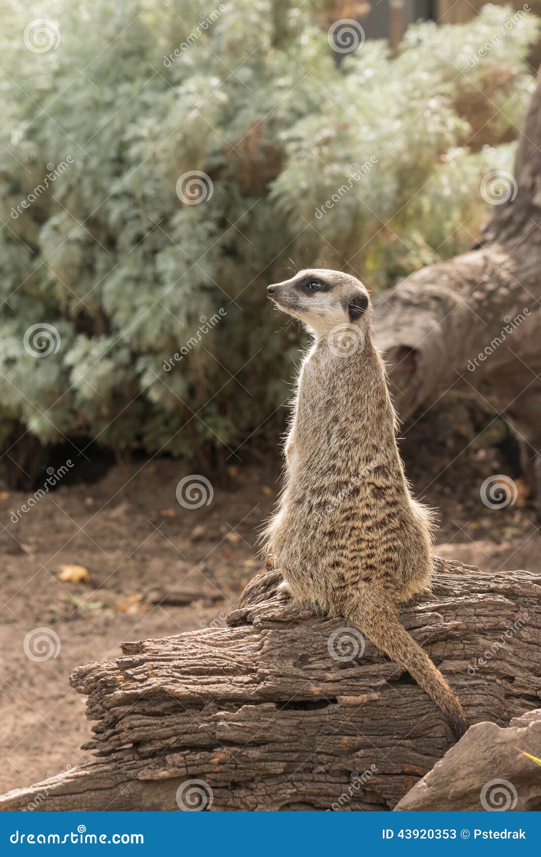 Guarding Meerkat Sitting on Tree Trunk Stock Image - Image of safari ...