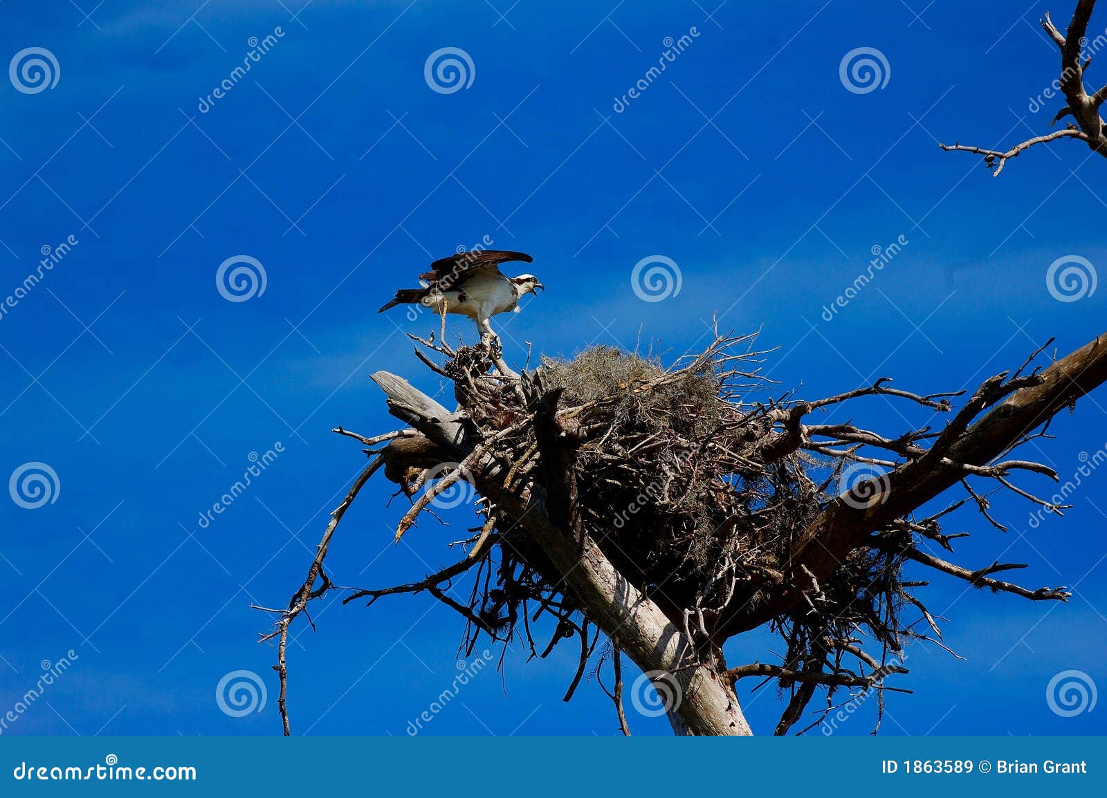 Guarding the nest stock image. Image of height, raptor - 1863589