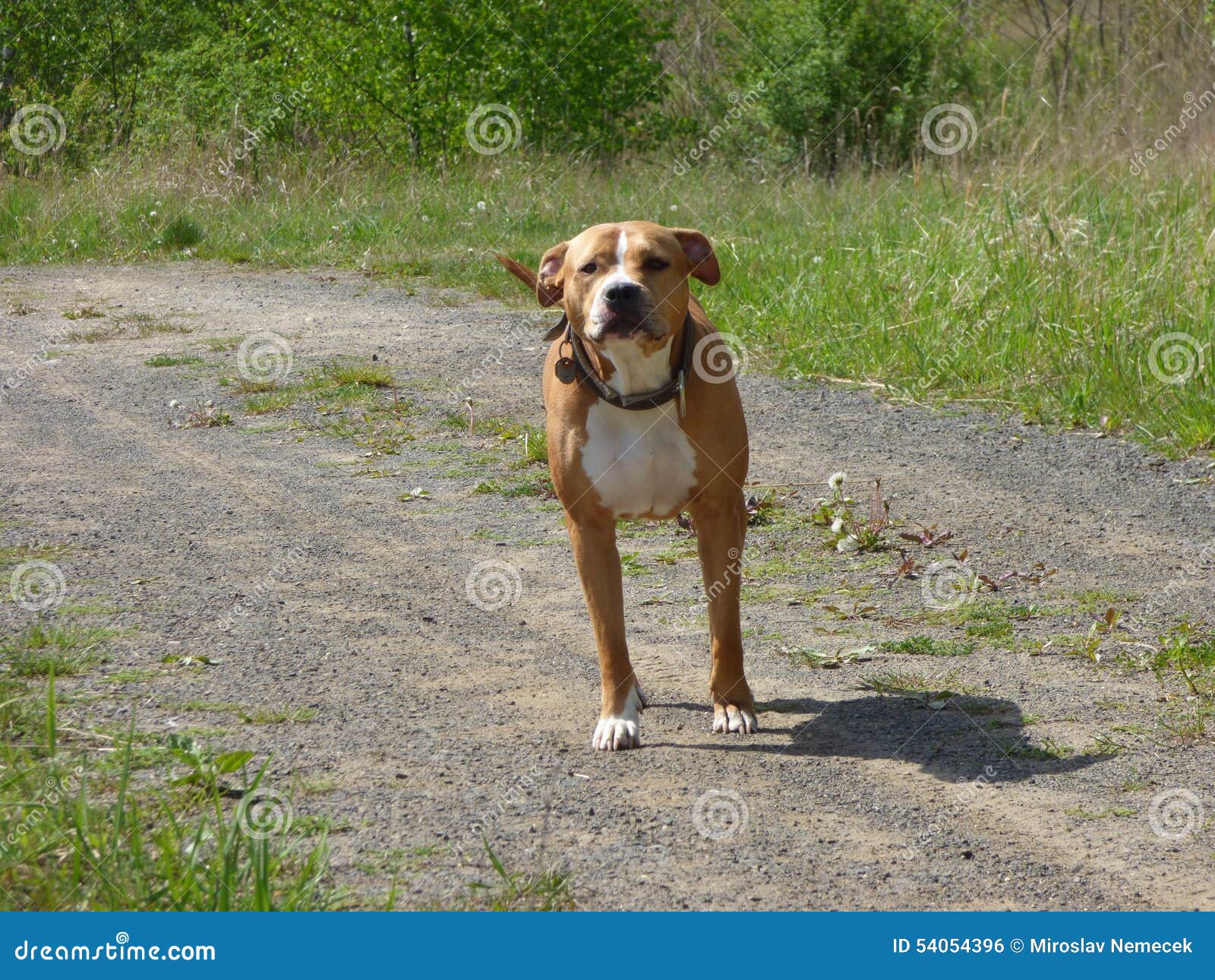 Guarding pit bull dog stock photo. Image of domestic - 54054396