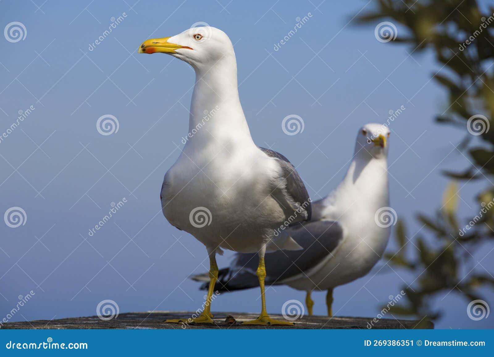 Guarding Seagull Looking for Replacement (which is Approaching from ...