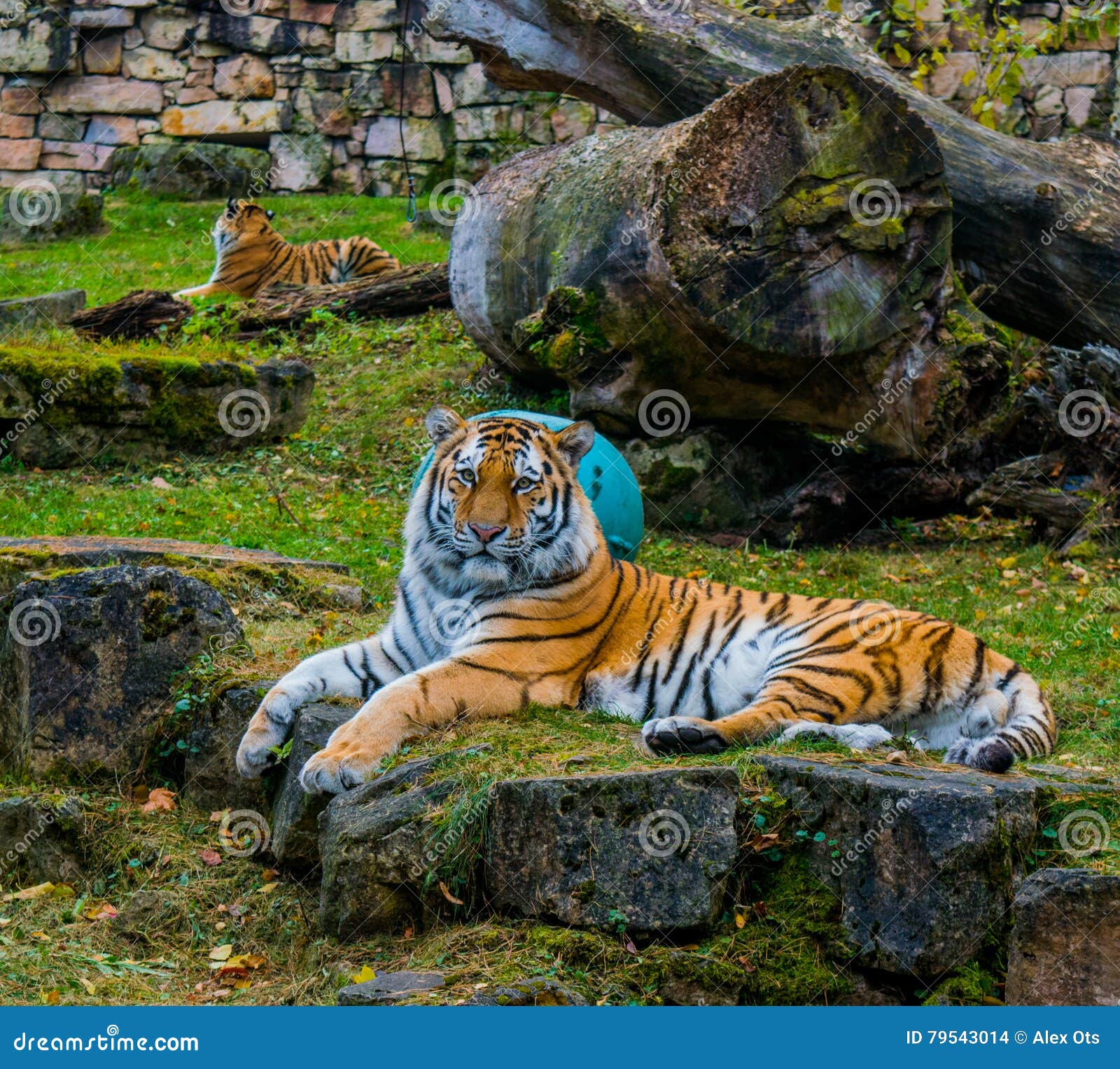 Guarding tigers stock photo. Image of friends, friend - 79543014