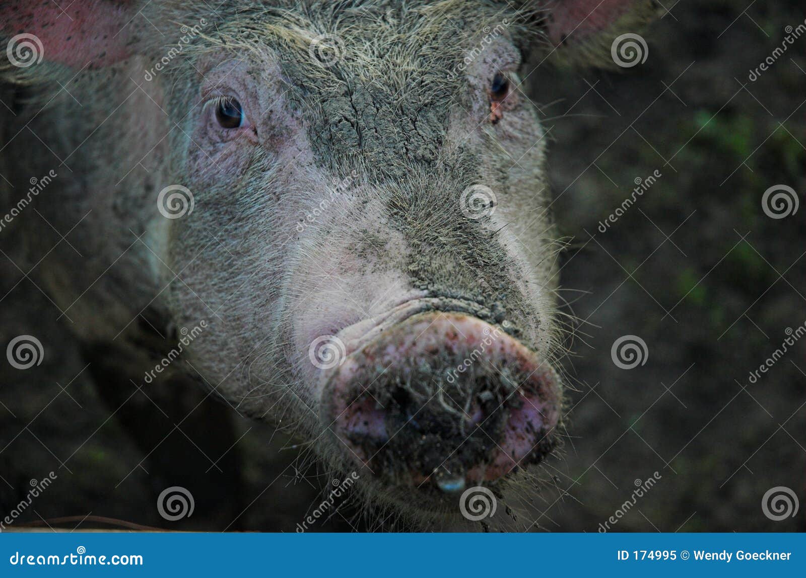 Guarro imagen de archivo. Imagen de guarro, macro, textura - 174995