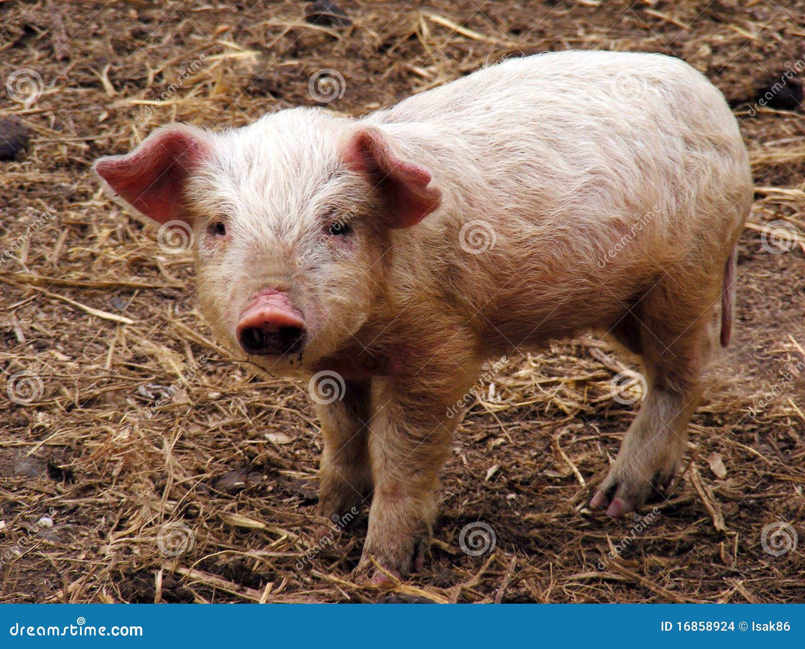 Guarro joven foto de archivo. Imagen de lindo, foreground - 16858924