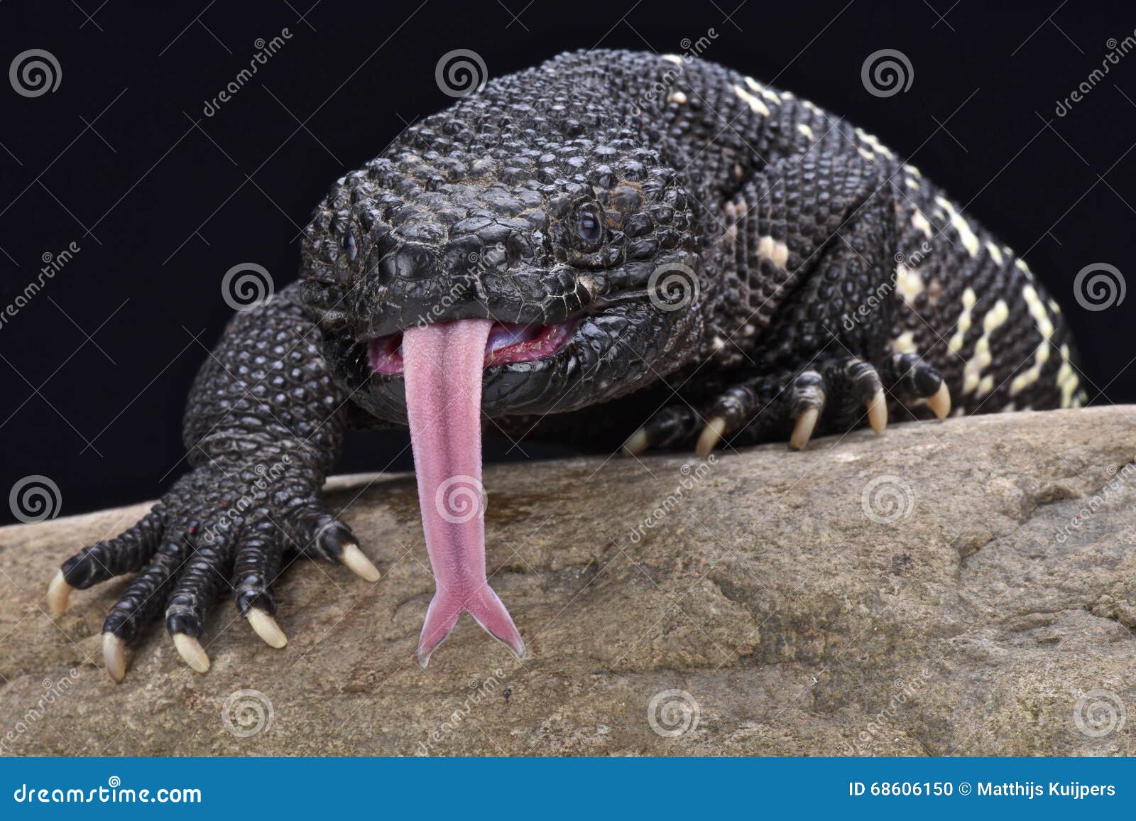 Guatemalan Beaded Lizard (Heloderma Charlesbogerti) Stock Photo - Image ...