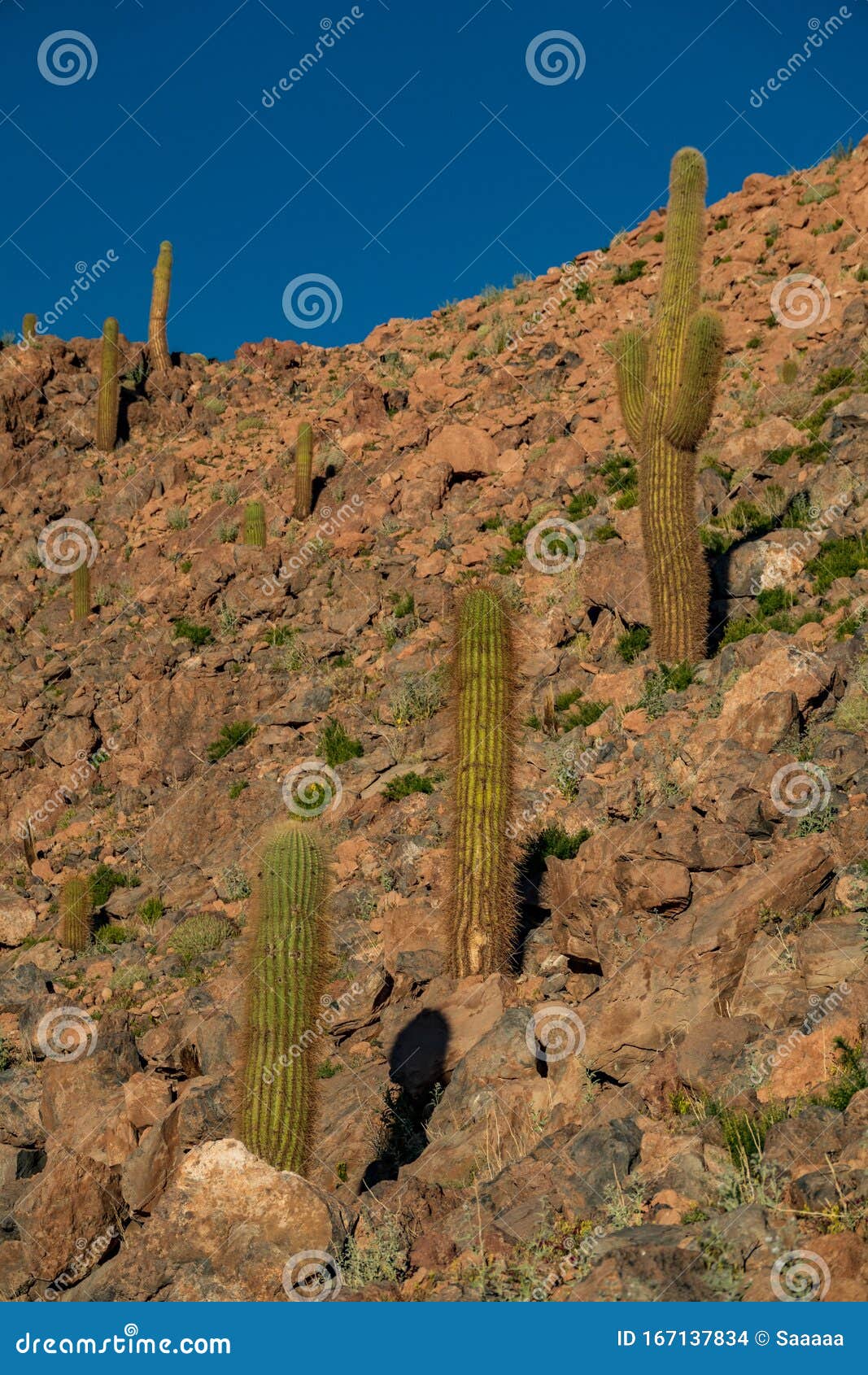 Guatin Canyon with Many Huge Cactus Under Blue Sky Stock Photo - Image ...
