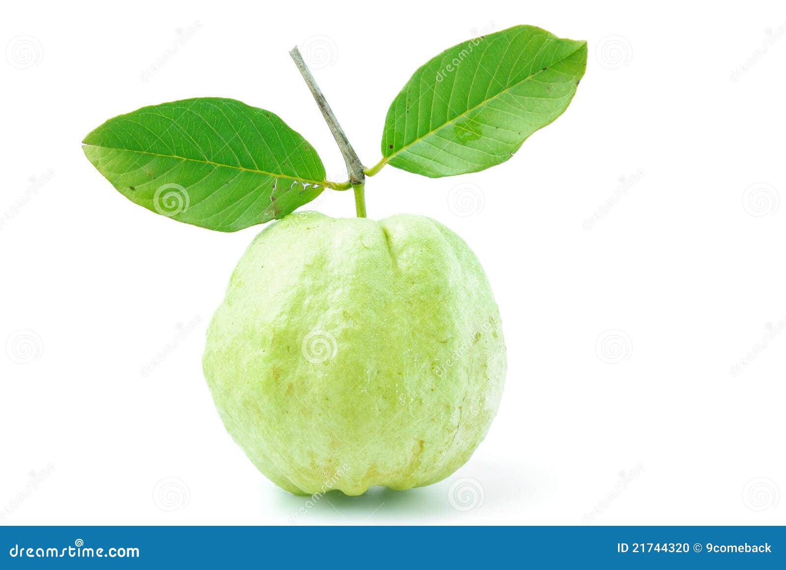 Guava stock photo. Image of nature, isolated, full, liquid - 21744320