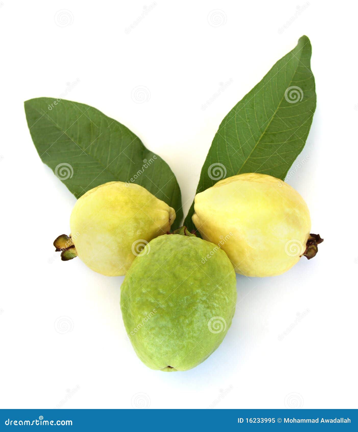 Guava animal head stock image. Image of beautiful, fruits - 16233995