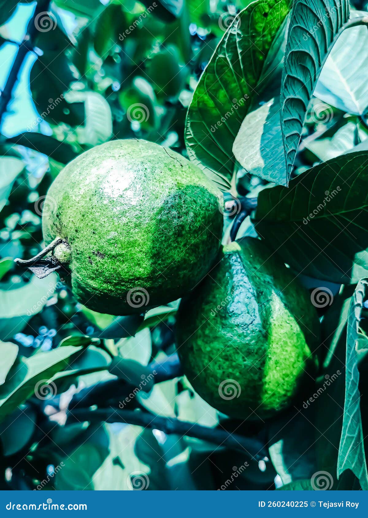 Guava Attached in the Tree. Young Guava Fruit on the Tree Stock Image ...