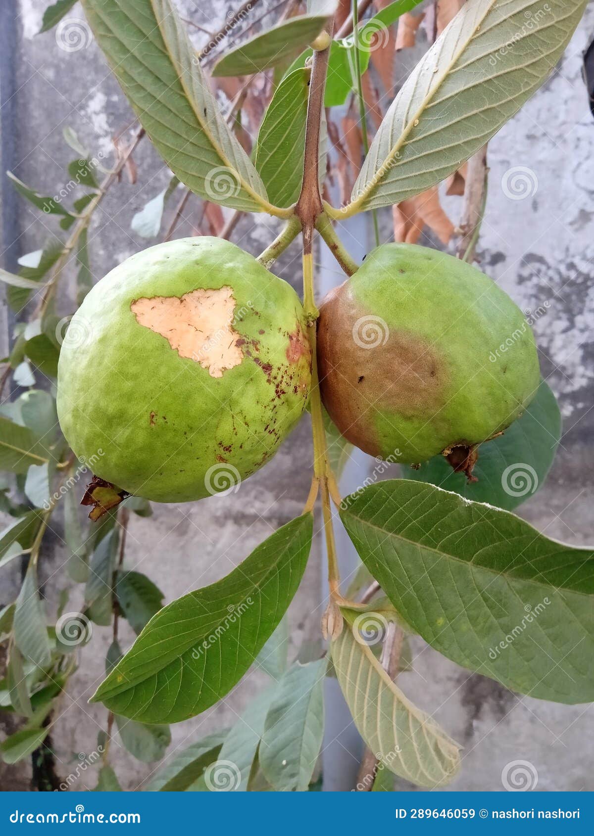 Guava is Attacked by Fruit Fly Pests Stock Image - Image of fruit ...