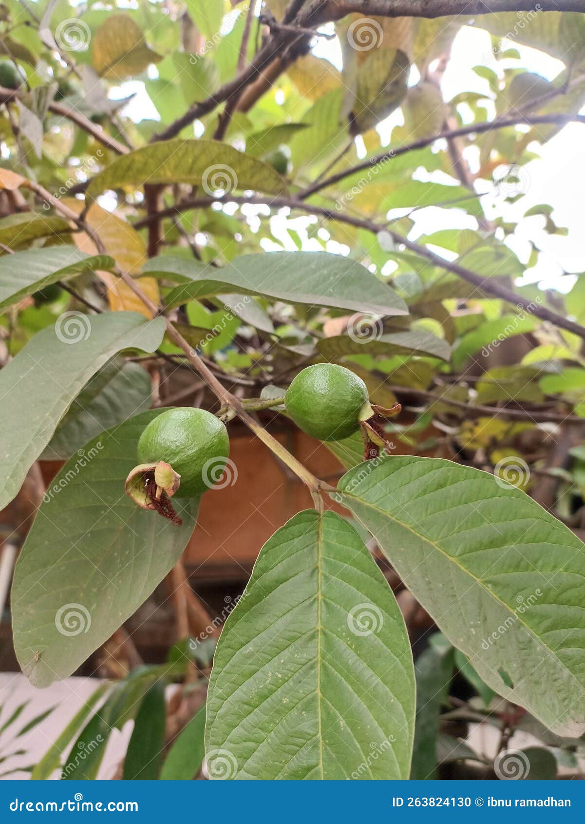 Guava is the best of fruit stock photo. Image of fruit - 263824130