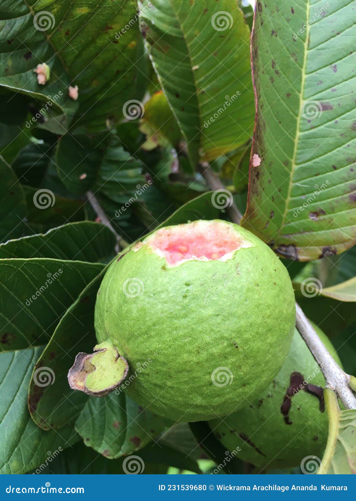 This is a Guava that a Bird Ate Stock Photo - Image of bird, eaten ...
