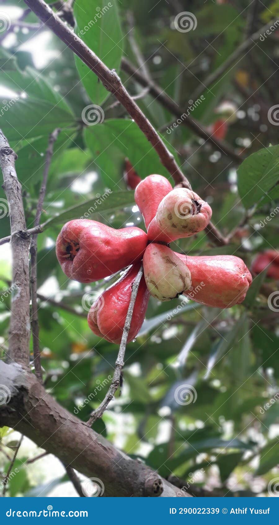 Bool Fruit Stock Photos - Free & Royalty-Free Stock Photos from Dreamstime