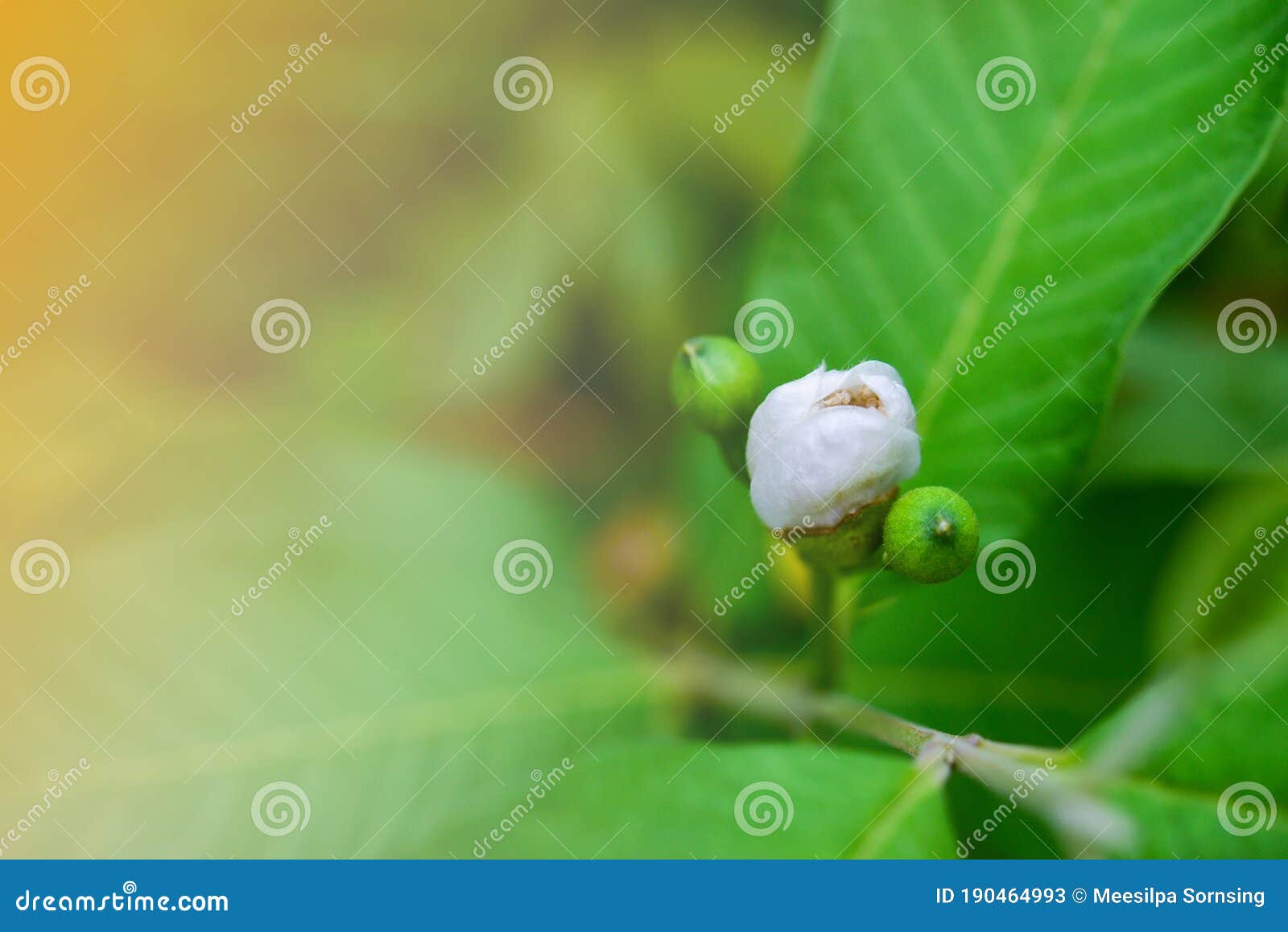 Guava Branches are Prepared for Planting Stock Image - Image of ...