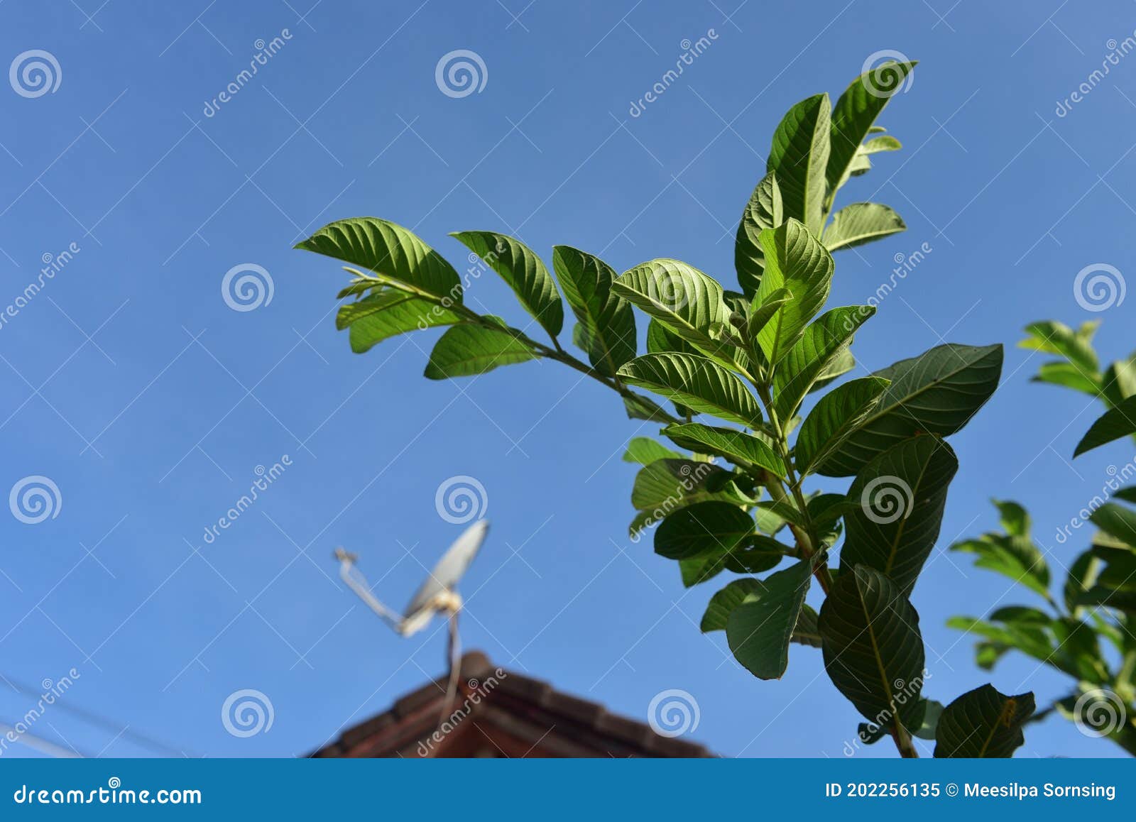 Guava Branches are Prepared for Planting Stock Image - Image of organic ...