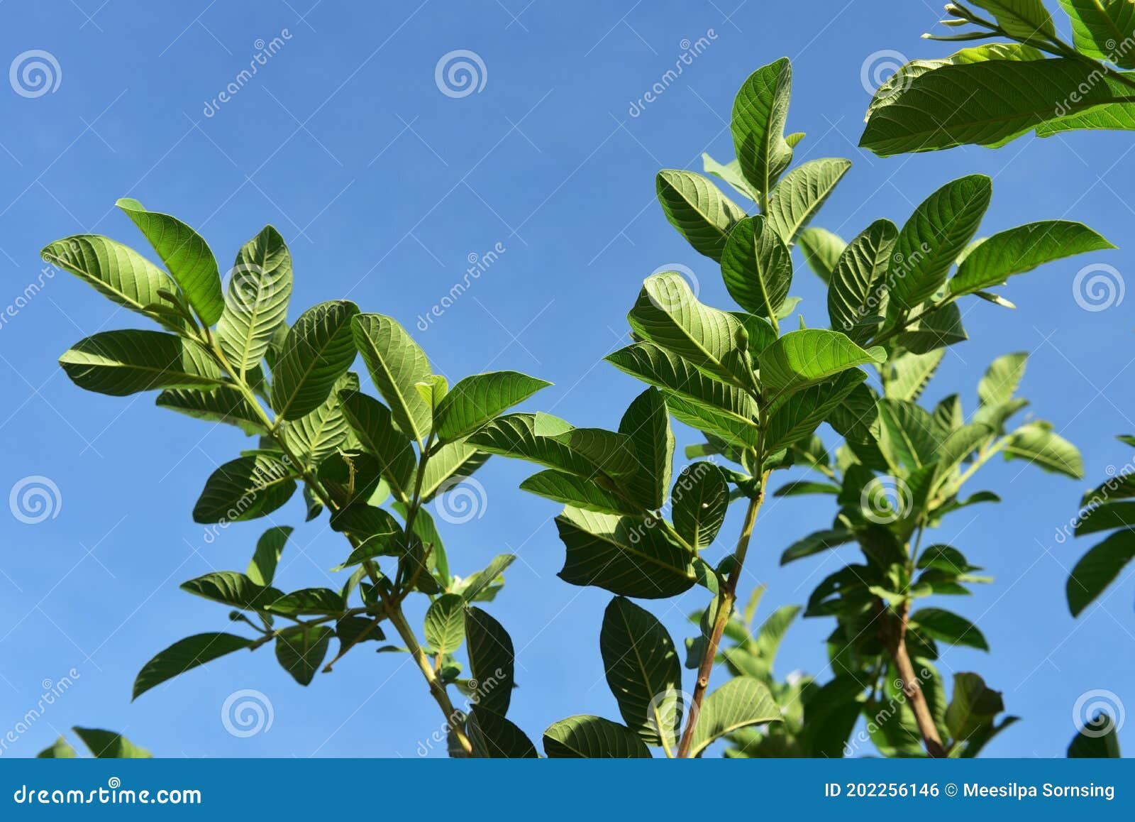 Guava Branches are Prepared for Planting Stock Photo - Image of organic ...