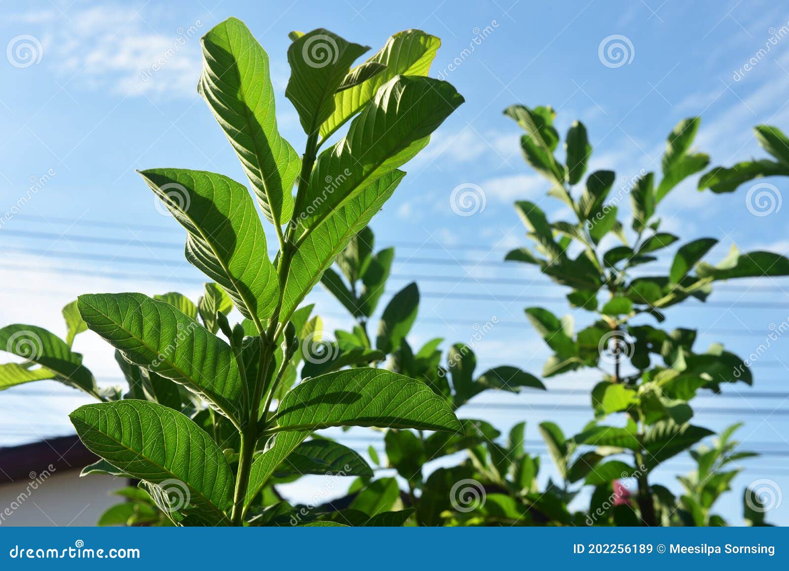 Guava Branches are Prepared for Planting Stock Image - Image of food ...
