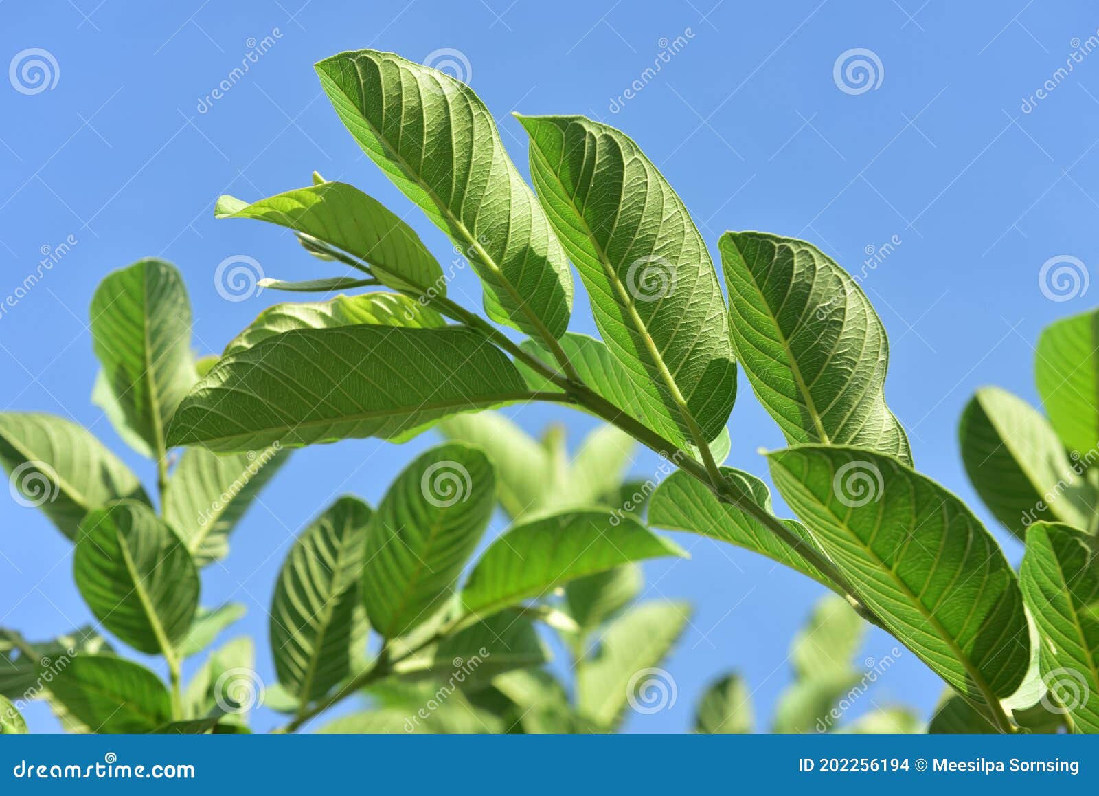 Guava Branches are Prepared for Planting Stock Photo - Image of ...