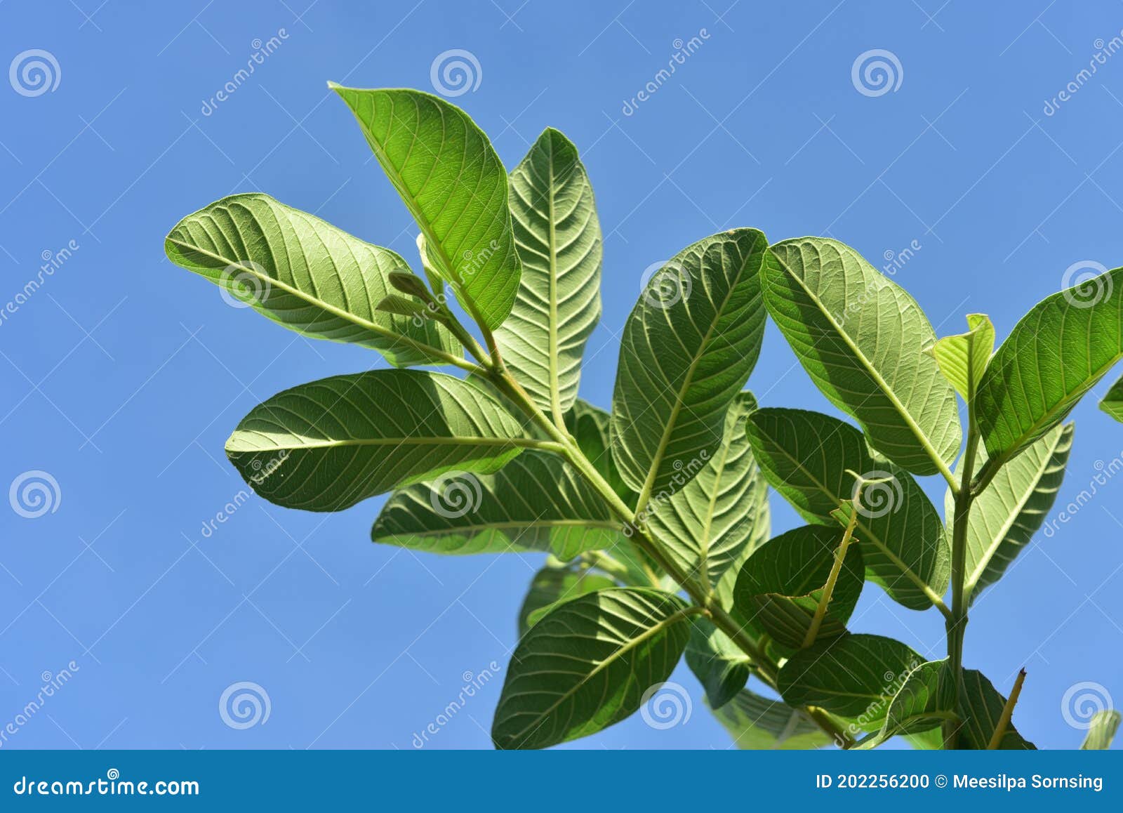 Guava Branches are Prepared for Planting Stock Photo - Image of farm ...