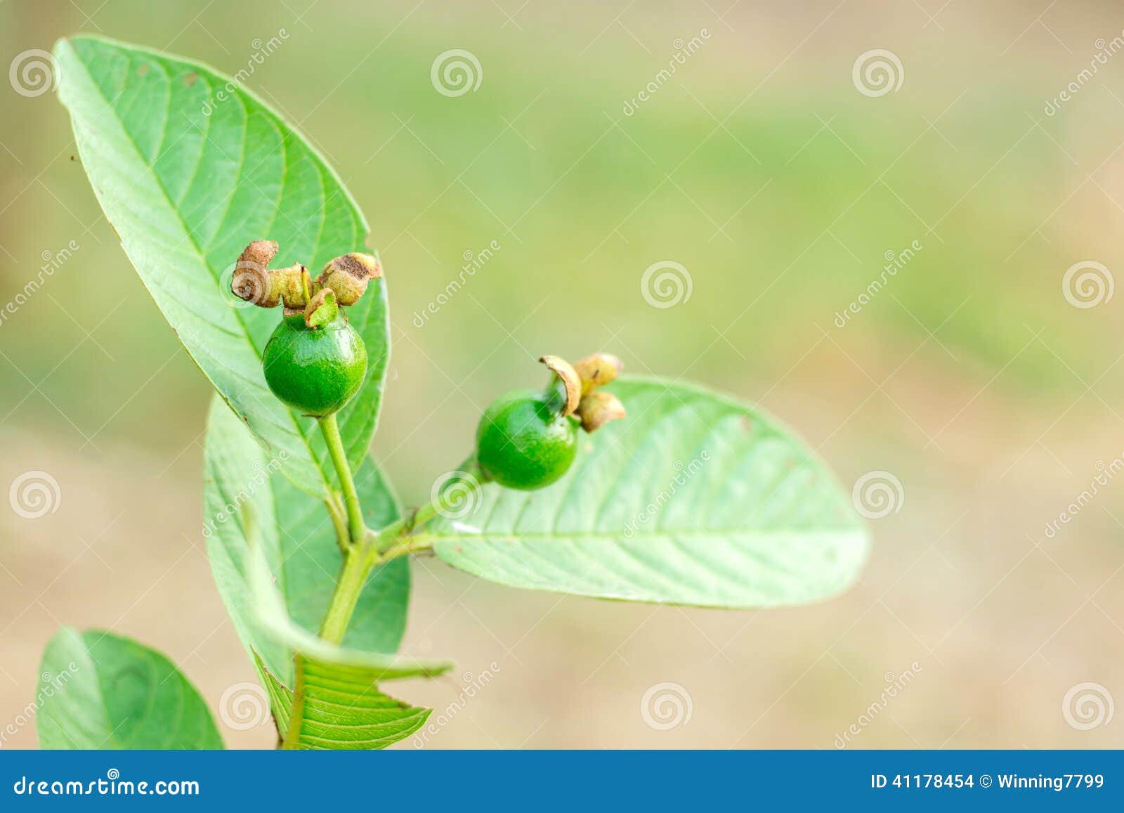 Guava Buds stock photo. Image of green, agriculture, leaves - 41178454