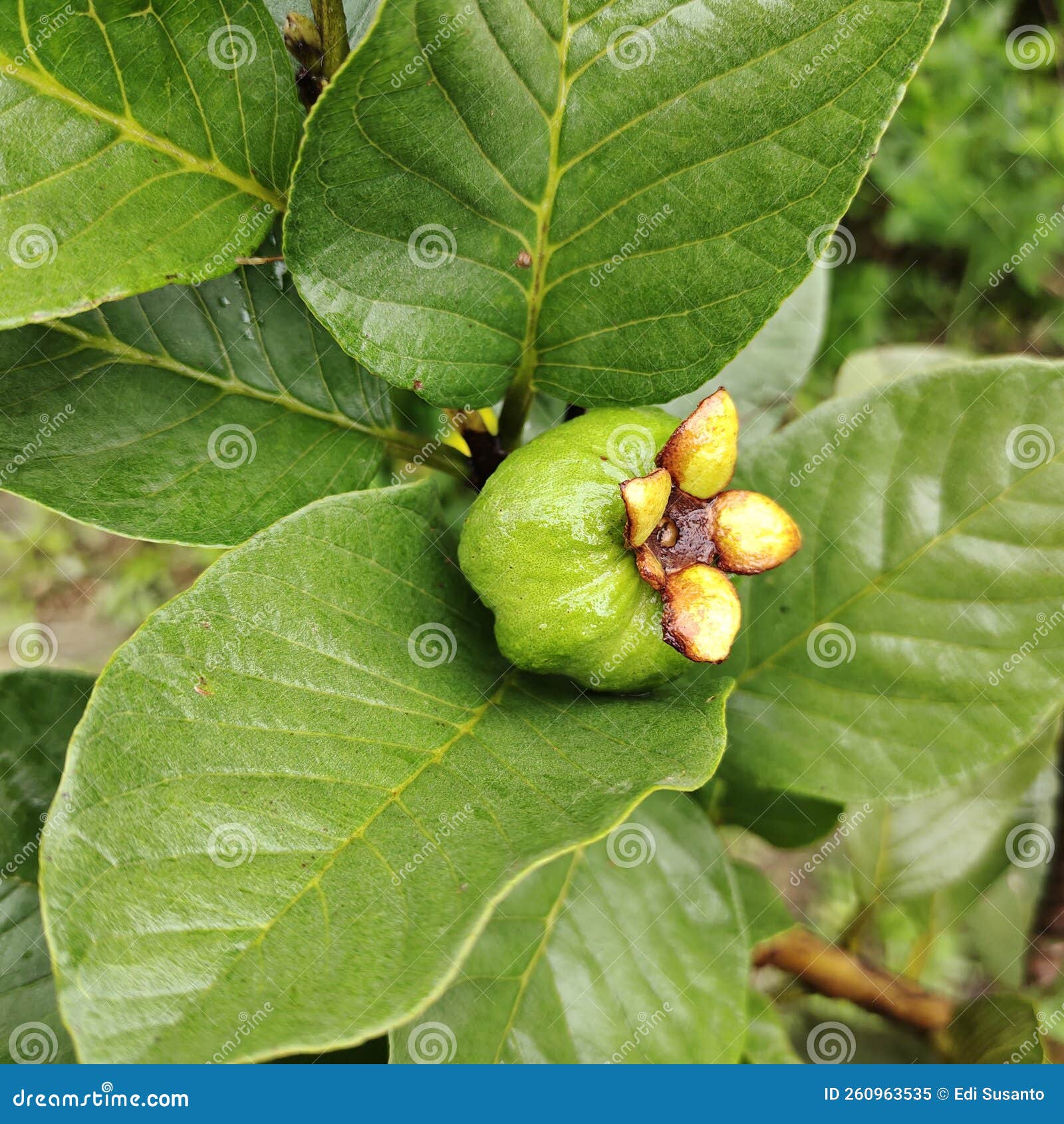 Guava Crystal fruit stock image. Image of jambu, fruit - 260963535