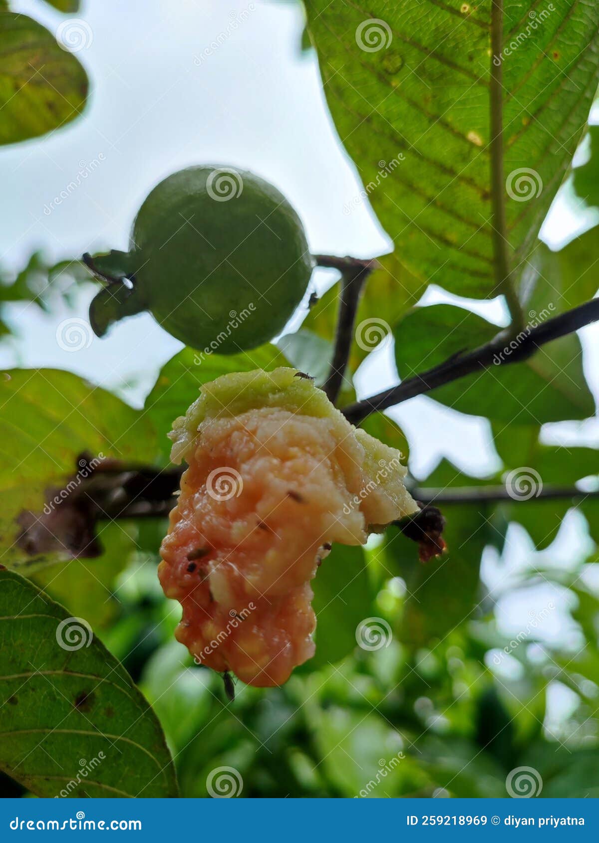 Guavaguava Stock Photos - Free & Royalty-Free Stock Photos from Dreamstime
