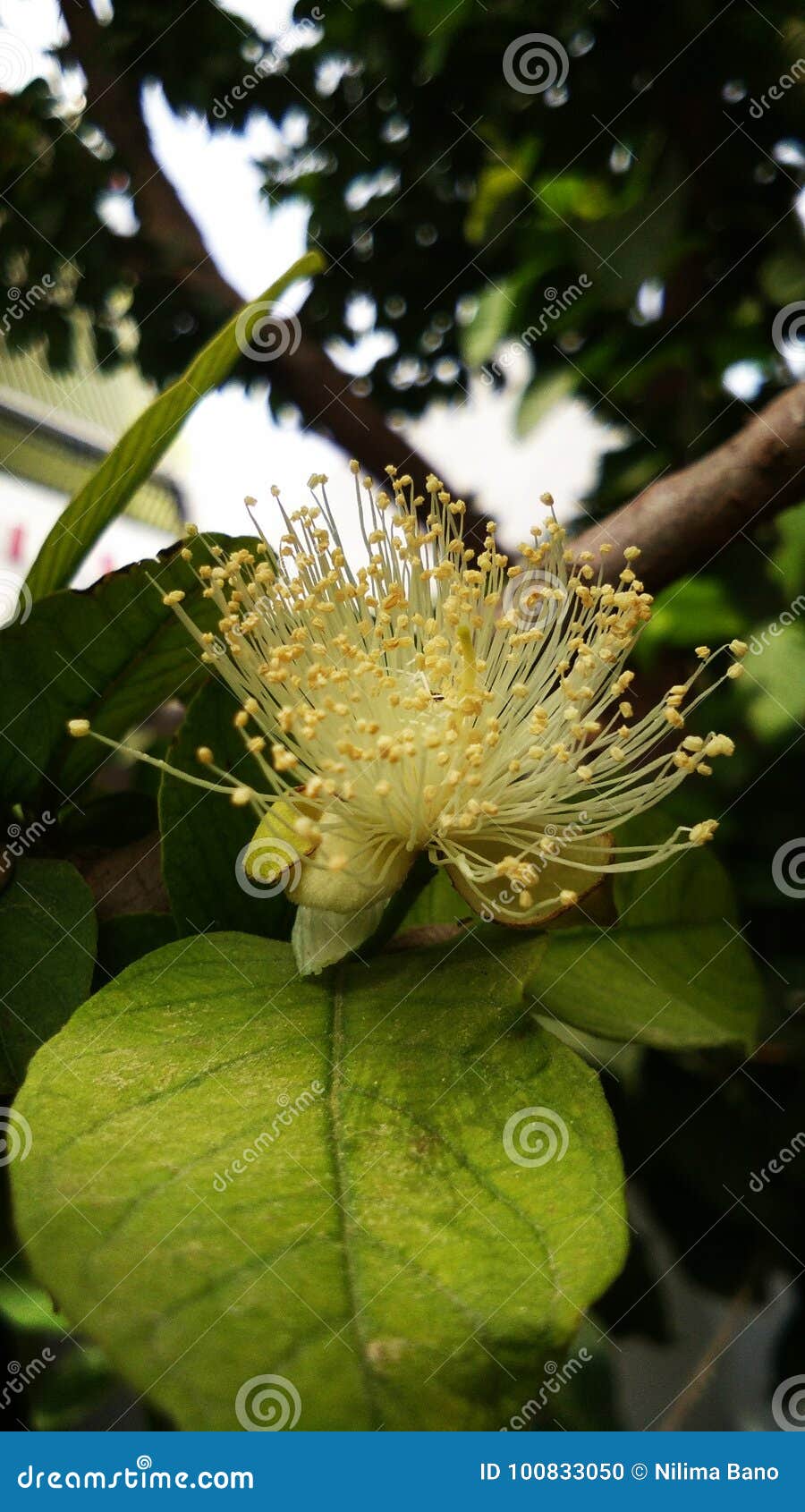 Guava flower stock photo. Image of green, flowers, plants - 100833050