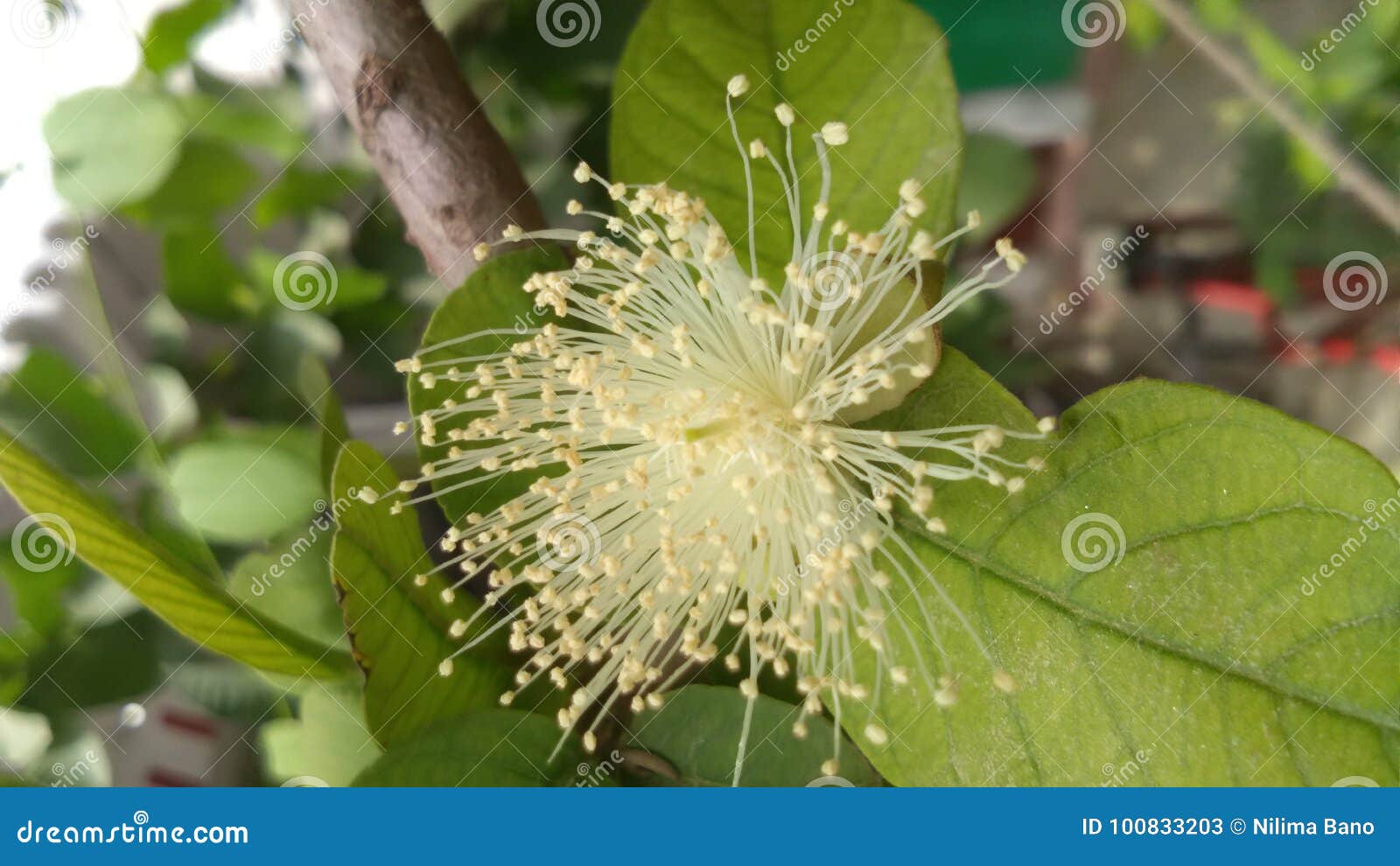 Guava flower stock image. Image of petals, outdoor, garden - 100833203