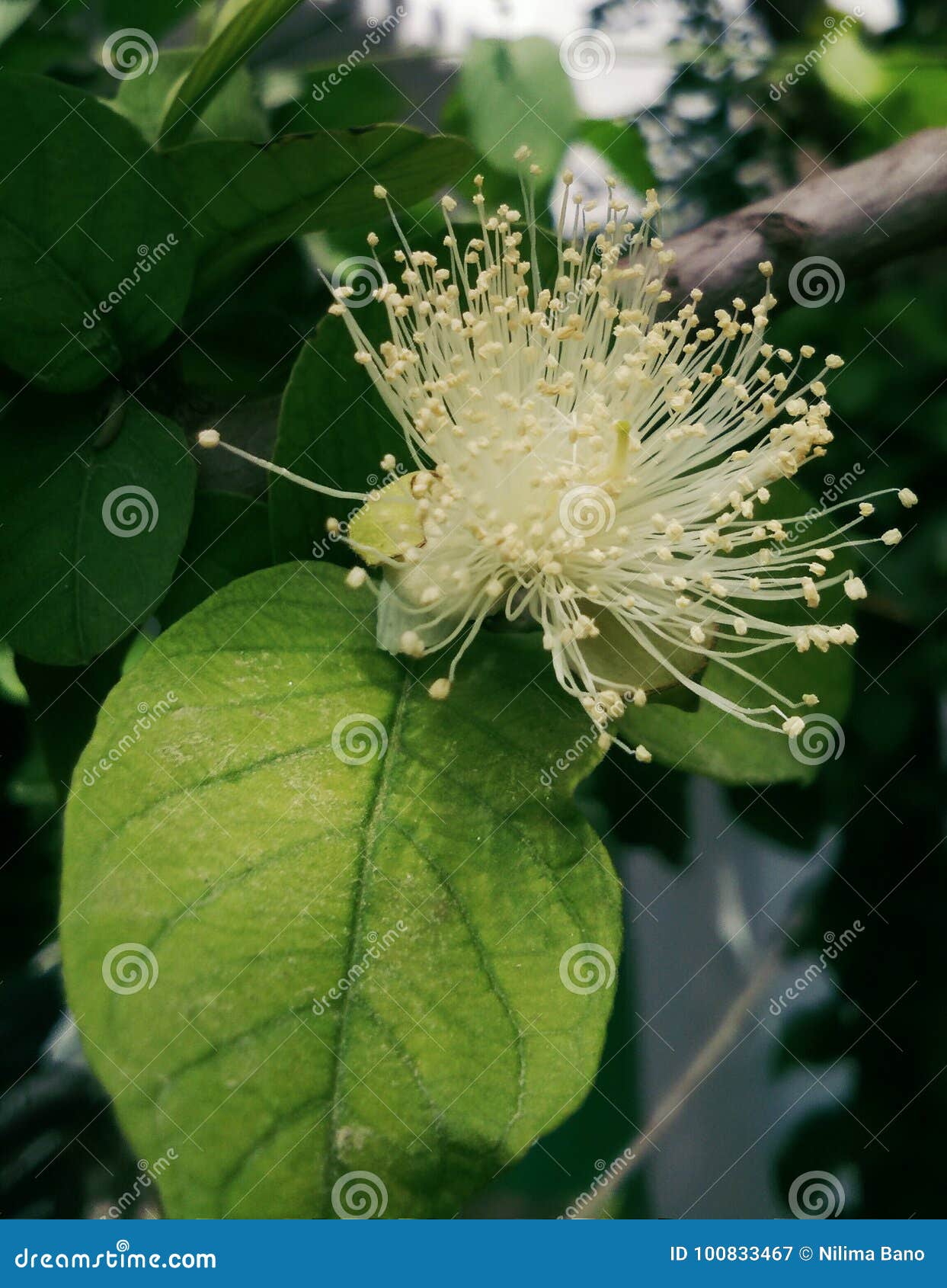 Guava flower stock image. Image of branch, nature, flowers - 100833467