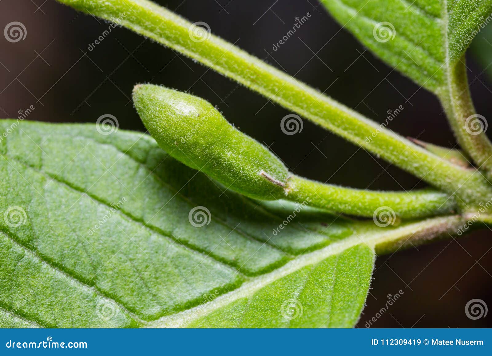 Guava flower bud stock image. Image of green, common - 112309419