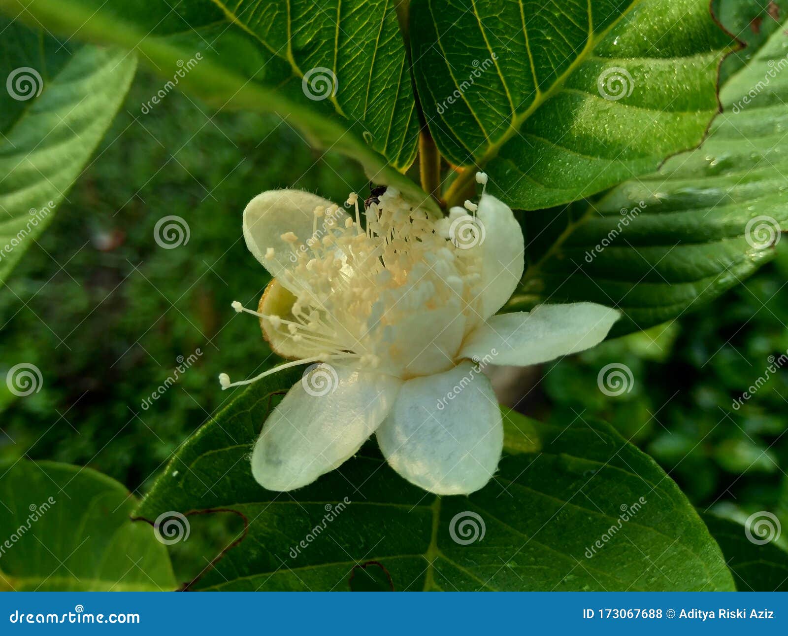 Guava Flower Common Guava, Psidium Guajava on the Tree Stock Photo ...